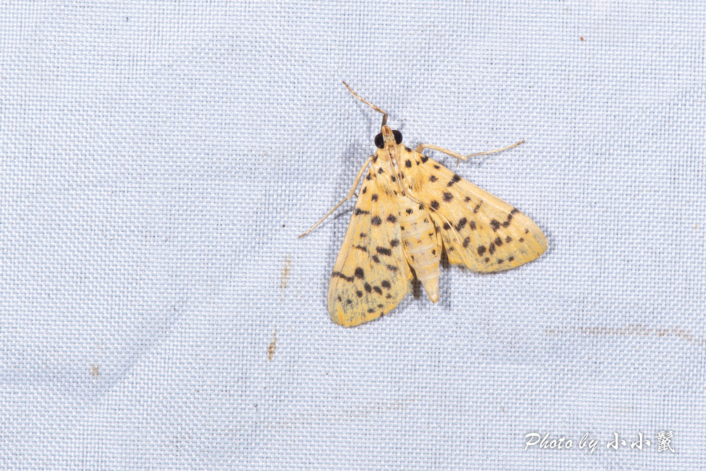 Yellow Peach Moth from Hangzhou, CN-ZJ, CN on August 6, 2023 at 12:28 ...