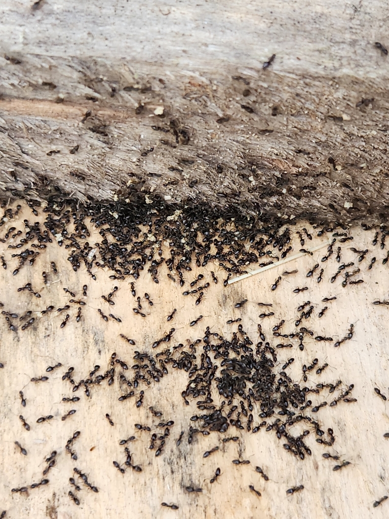 Odorous House Ant in August 2023 by Genevieve Brunet · iNaturalist