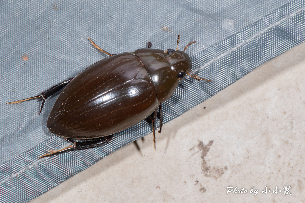 Hydrophilus from Hangzhou, CN-ZJ, CN on August 6, 2023 at 12:28 AM by ...