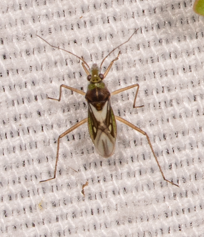 Mulsant's Water Treader from Fulton County, IL, USA on August 4, 2023 ...