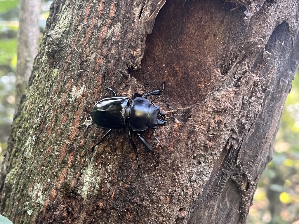 Neolucanus sinicus from 临安区, 杭州市, 浙江省, CN on August 6, 2023 at 03:36 PM ...
