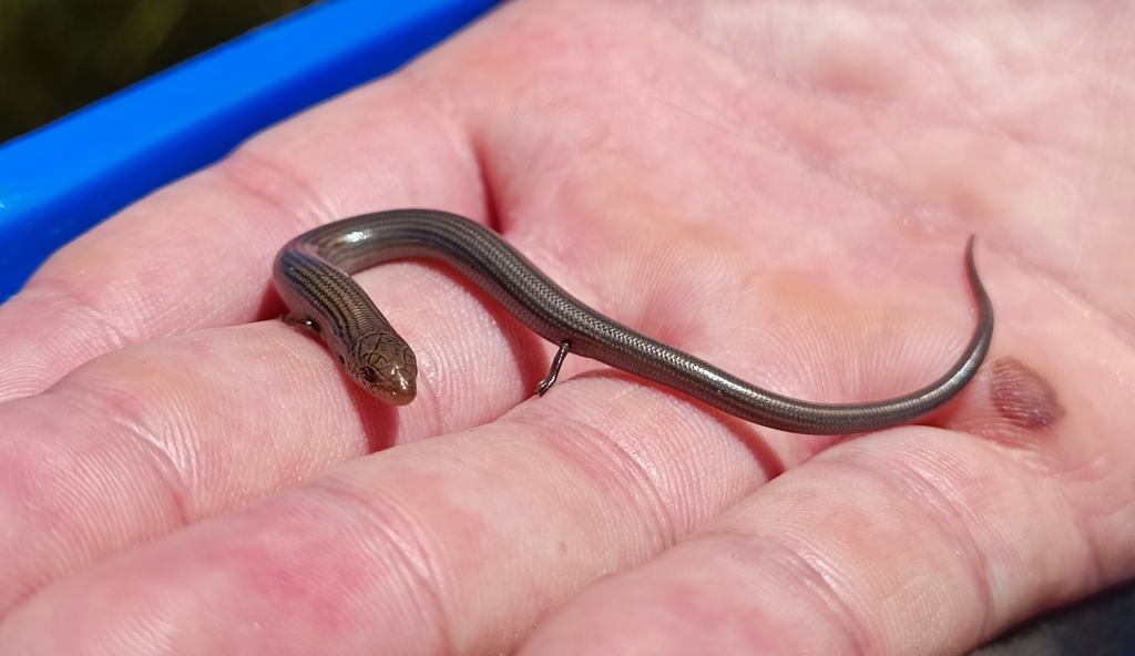 Western Three-toed Skink from Morille, 37183, Salamanca, España on ...
