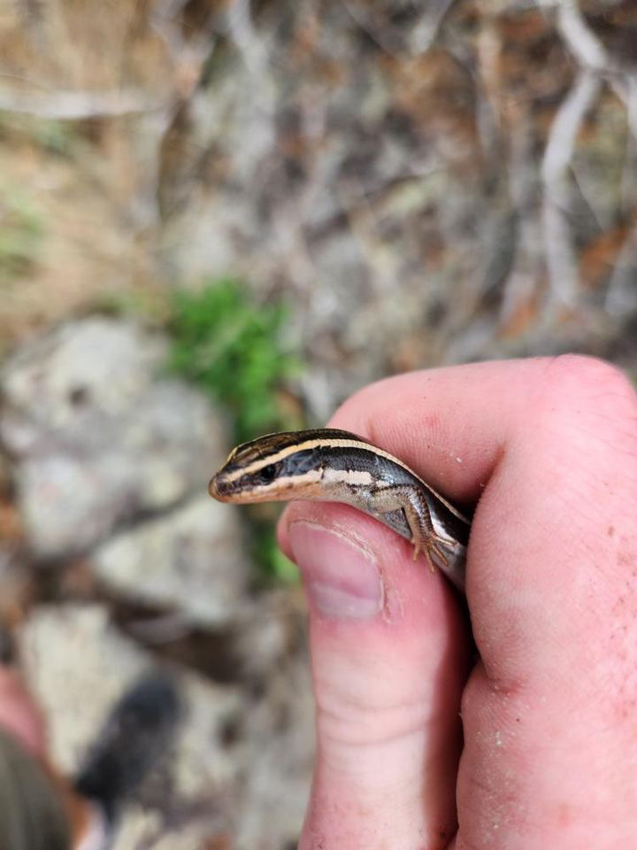 Western Skink in August 2023 by Arlo Thomas · iNaturalist