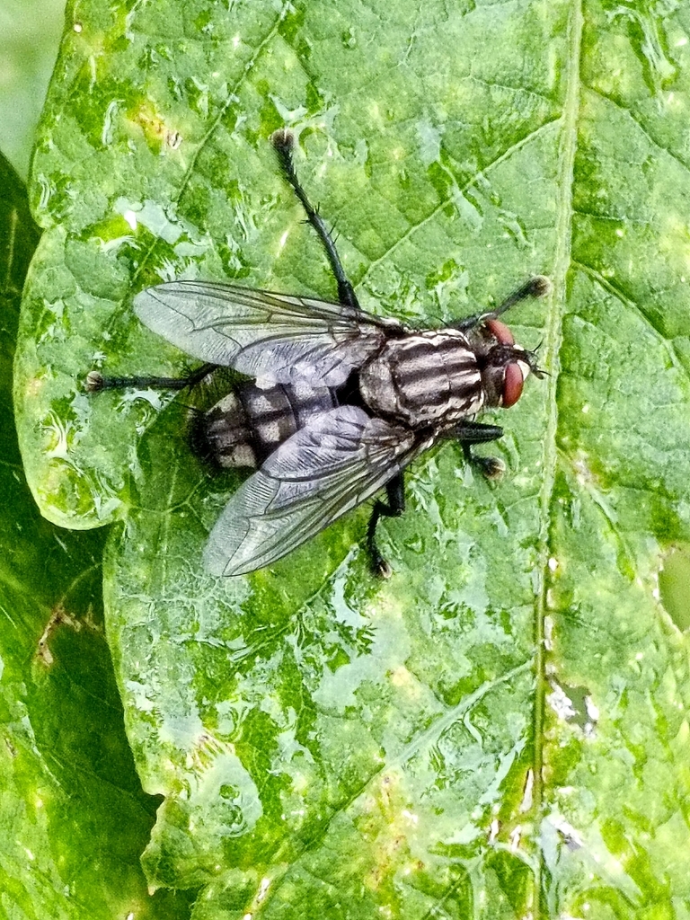 Flesh Flies and Satellite Flies from Senoji perkėla (Smiltynė), 93100 ...