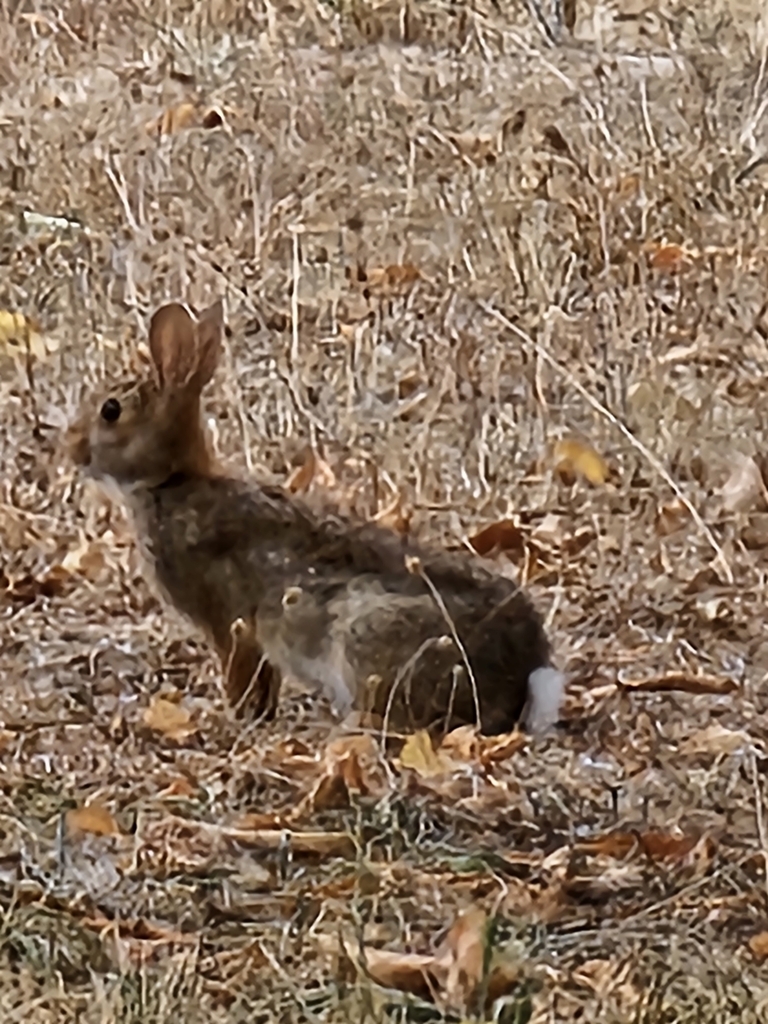 Eastern Cottontail from Spalding, ID 83540, USA on August 4, 2023 at 07 ...