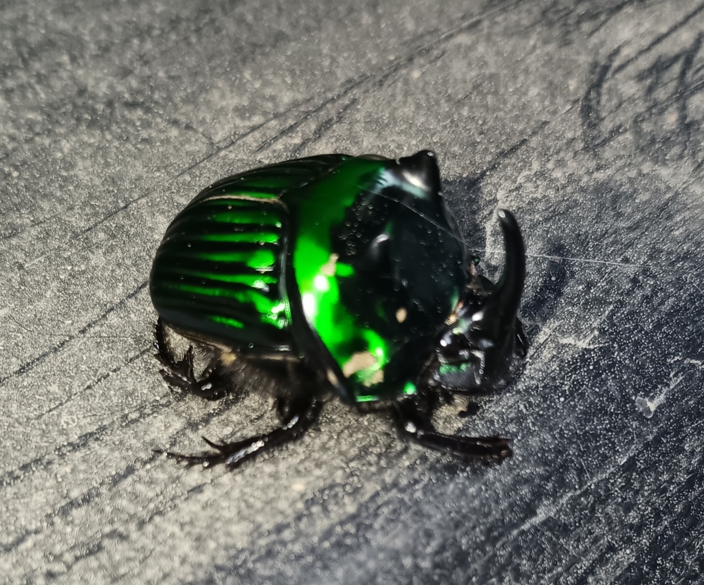 Rhinoceros Dung Beetle from 17500, Peru on August 6, 2023 at 10:44 AM ...
