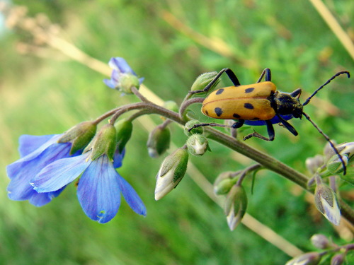 Brachyta punctata · iNaturalist