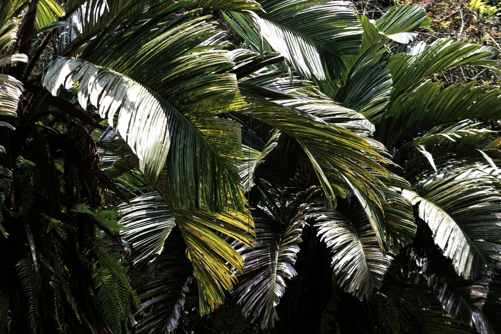 Astrocaryum alatum in July 2023 by Mark. Arborescent; stem shorter; frs ...