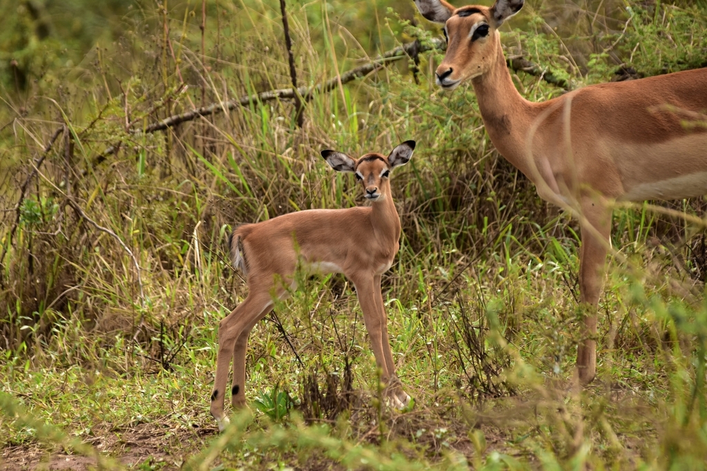 Common Impala from Gatsibo, Rwanda on August 18, 2022 at 09:34 AM by ...