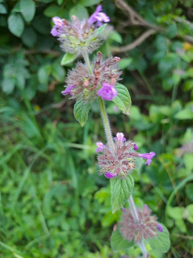 Wild Basil from 8300 Odder, Danmark on August 7, 2023 at 03:14 PM by ...