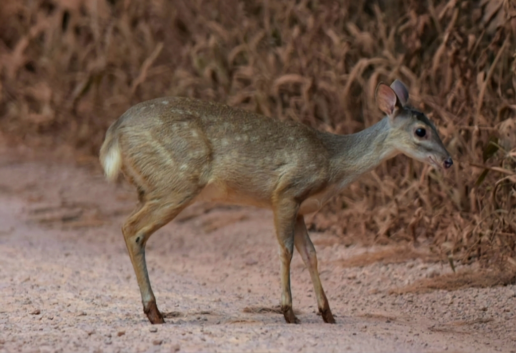 Amazonian Brown Brocket from Moju, PA, 68450-000, Brasil on August 6 ...