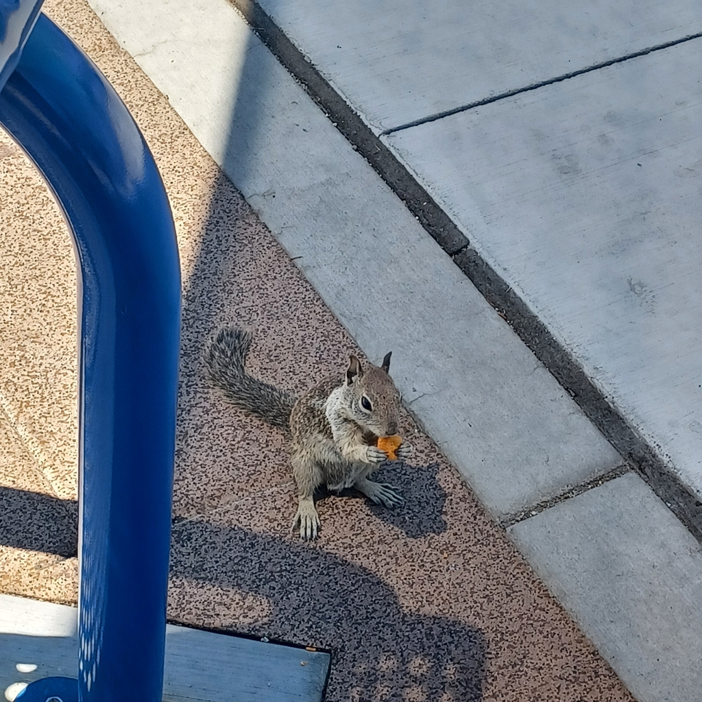 California Ground Squirrel from Washoe County, US-NV, US on August 7 ...