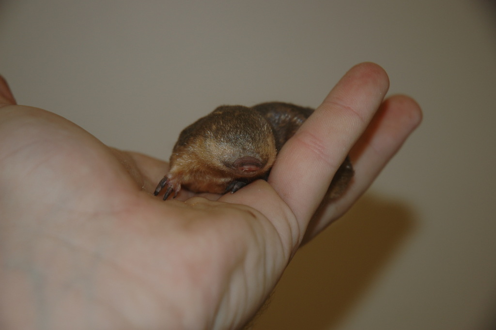 Yellow Golden Mole from -27.514491, 32.657844 on March 31, 2007 by ...