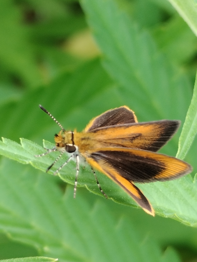 Least Skipper from Water Mill, NY 11976, USA on August 7, 2023 at 02:55 ...