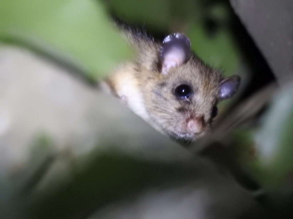 Iranian Fat Dormouse (Glis persicus) - Know Your Mammals