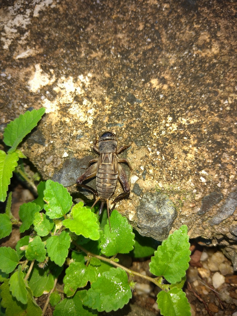 Emma Field Cricket in August 2023 by ほくほく農園 · iNaturalist