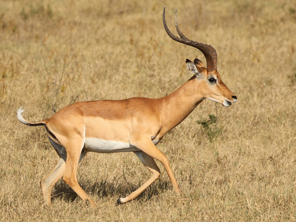 Common Impala from Nakuru Muni., Kenya on July 31, 2023 at 06:10 AM by ...