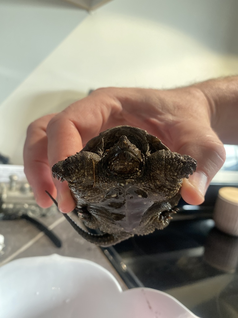 Common Snapping Turtle from Terrace Ave, Stellarton, NS, CA on August 7 ...