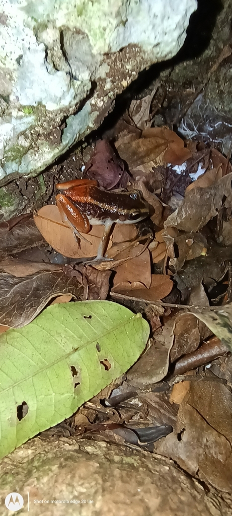 Hispaniolan Red-Rumped Frog from Sabana De La Mar, Dominican Republic ...
