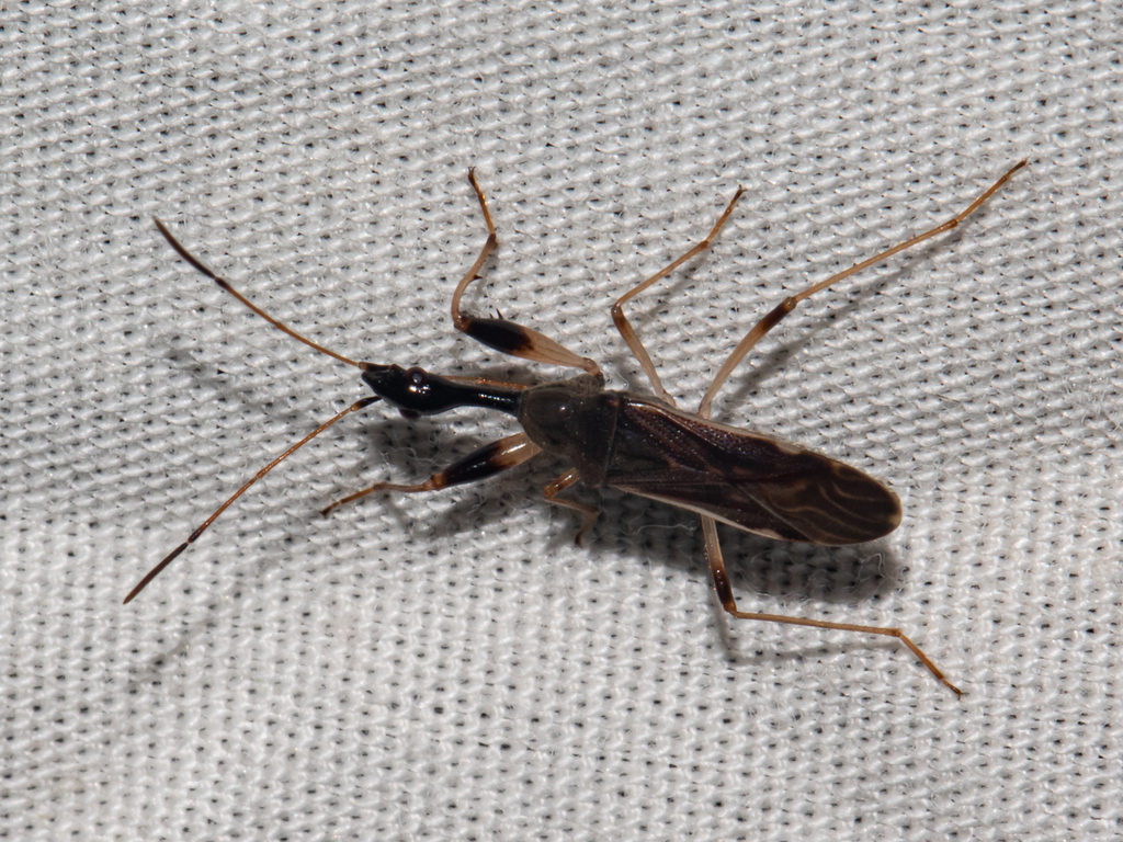 Long-necked Seed Bug from Anne Arundel County, MD, USA on July 18, 2023 ...