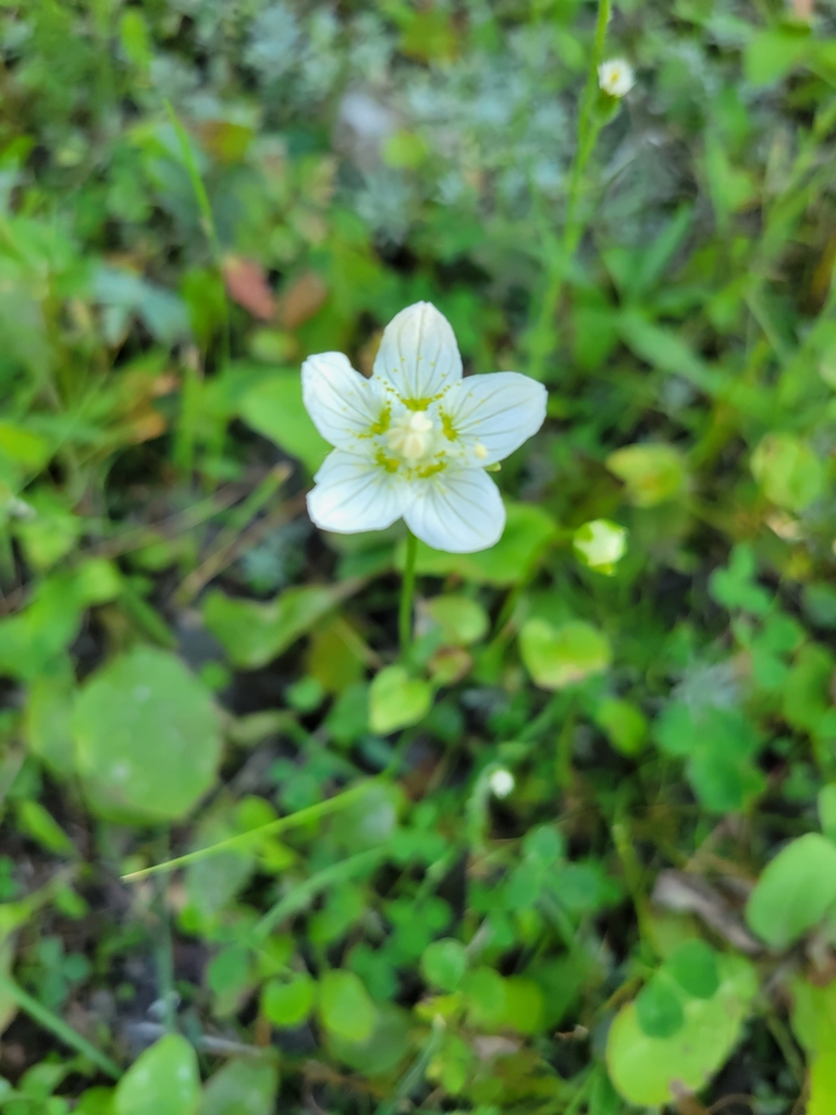 marsh grass-of-Parnassus from Emma Lake on August 7, 2023 at 05:15 PM ...