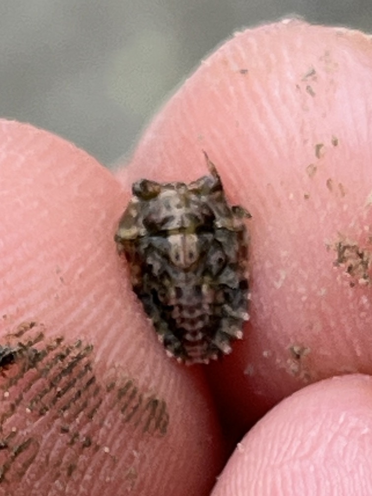 Big-eyed Toad Bug from Knob Noster, MO, US on August 7, 2023 at 02:47 ...