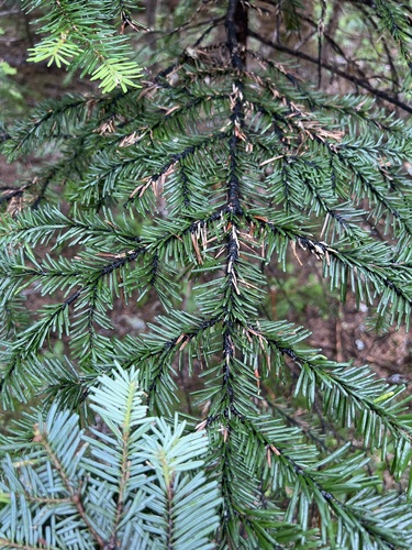 galash's Identifications · iNaturalist