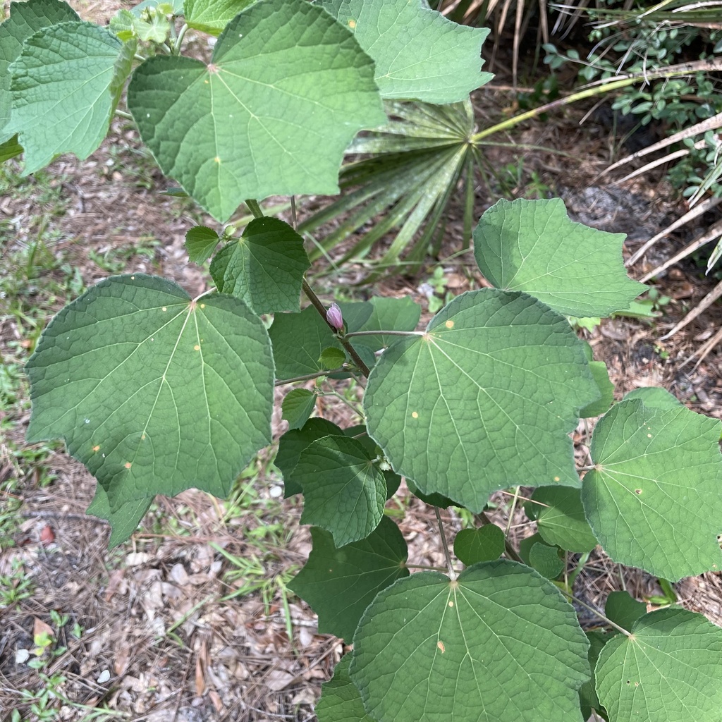 Caesar weed from Lettuce Lake Conservation Park, Tampa, FL, US on ...