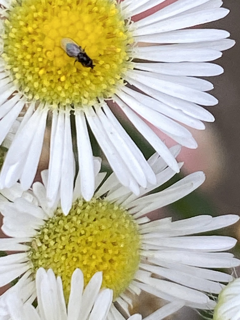 Winged and Once-winged Insects from Gibson Rd, Norfolk County, ON, CA ...