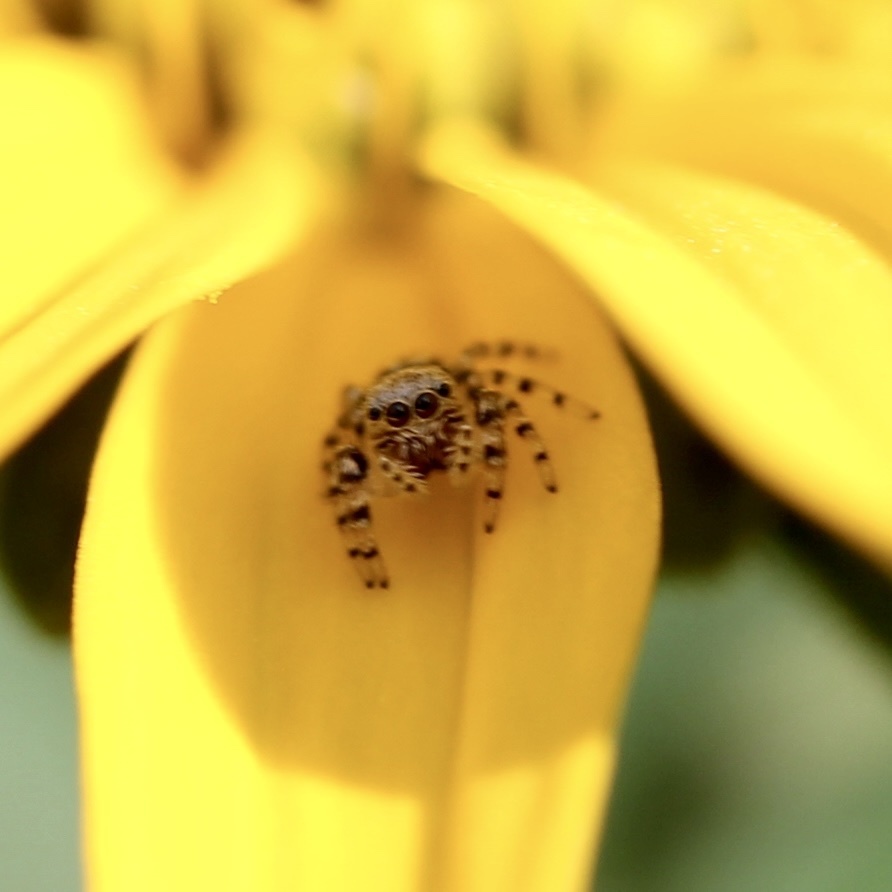 Peppered Jumping Spider from Main Rd, Newfield, NJ, US on August 6 ...