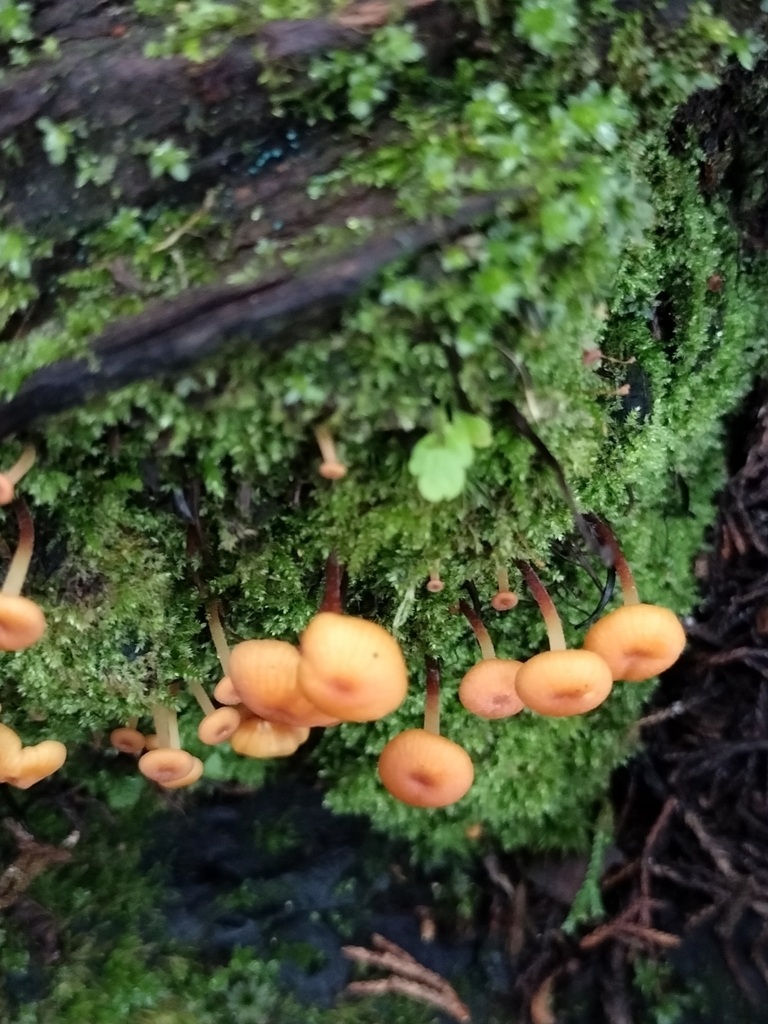 Pinewood Gingertail from 28772 Col., México on August 6, 2023 at 03:21 ...