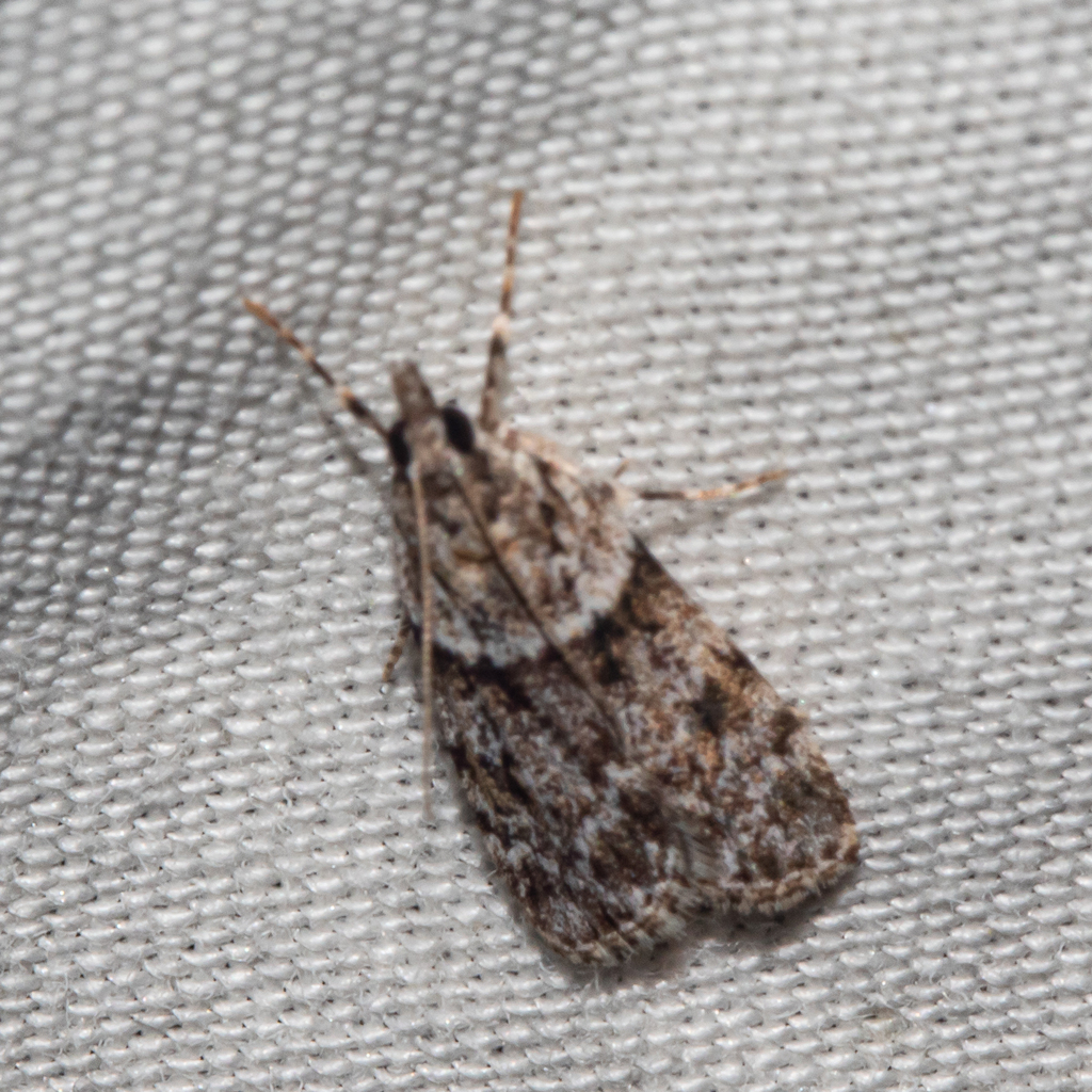Double-striped Scoparia Moth from Anne Arundel County, MD, USA on July ...