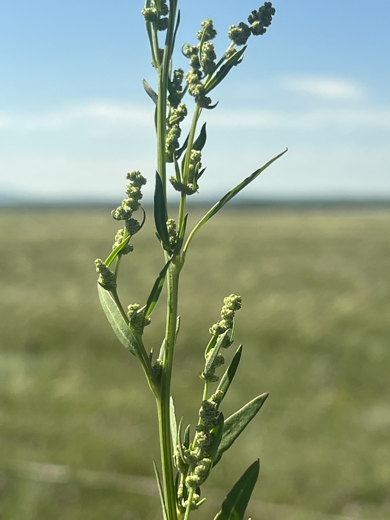 Common Lambsquarters from Sükhbaatar, MN on August 7, 2023 at 09:57 AM ...
