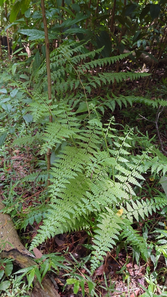 bracken family from 600台灣嘉義市鹿寮里 on August 7, 2023 at 11:29 AM by 周明煌 ...