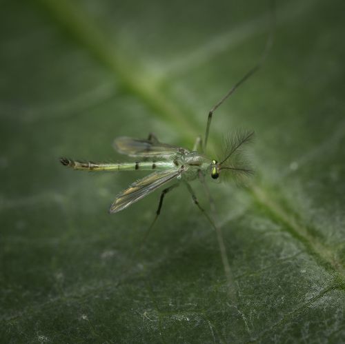 Stenochironomus cinctus · iNaturalist