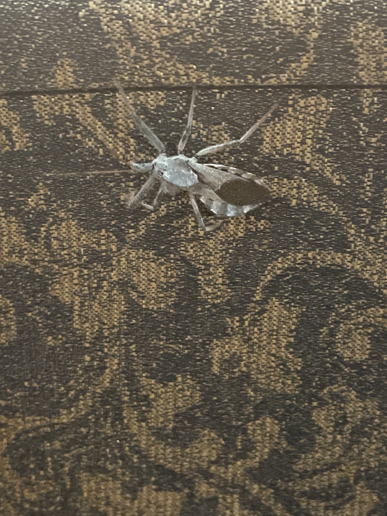 North American Wheel Bug from Agnes St, Dallas, TX, US on August 7 ...