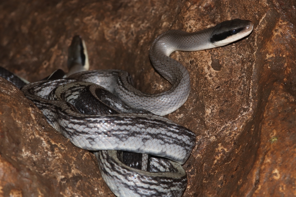 Elaphe taeniura grabowskyi from Taman Nasional Gunung Mulu on July 20 ...