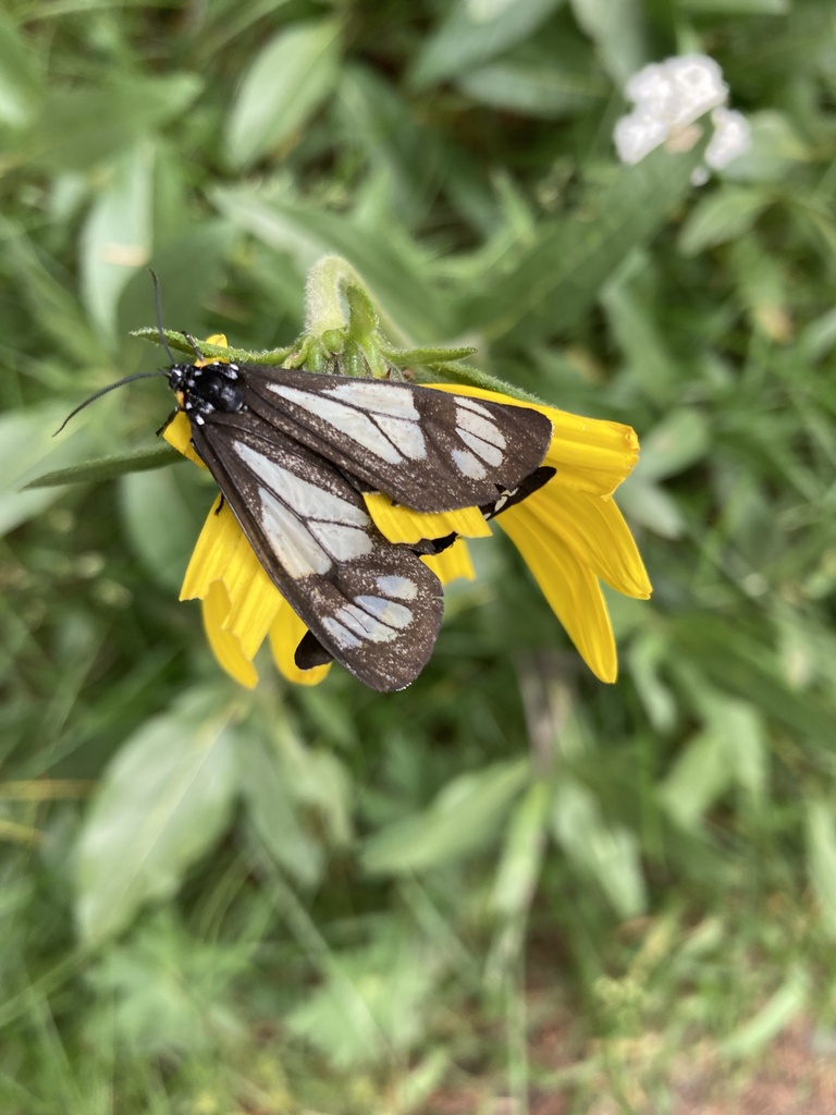Police Car Moth from Gallatin County, US-MT, US on August 5, 2023 at 04 ...