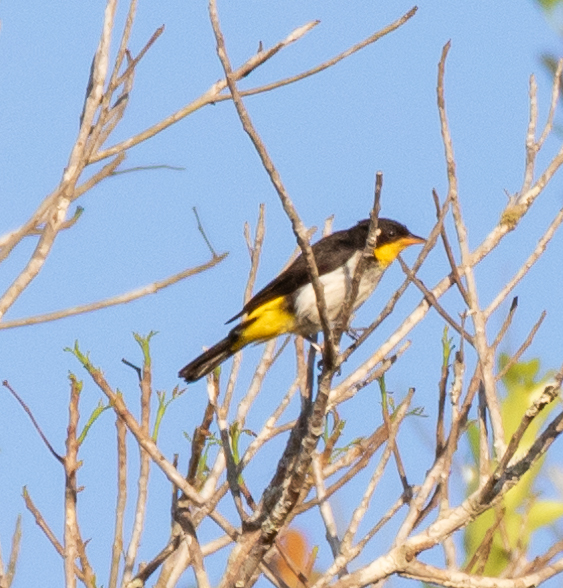 Yellow-backed Tanager in July 2023 by Artur Luiz · iNaturalist