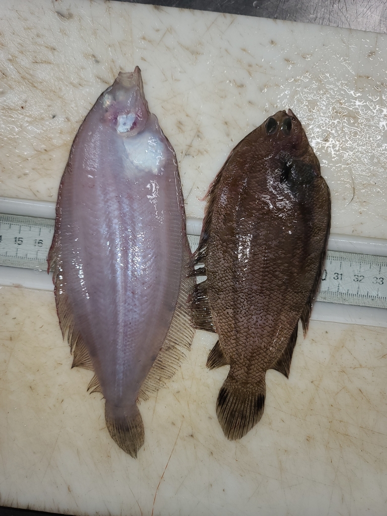 Deepwater Flounder on August 7, 2023 at 01:57 AM by Andrew Darcy. First ...