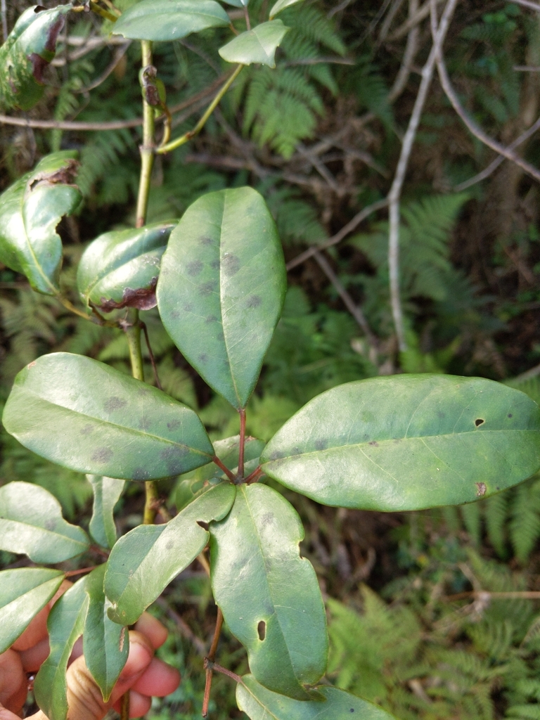 Five-Leaved Water Vine from Shirley St opp Bristowe Cl, Ourimbah NSW ...