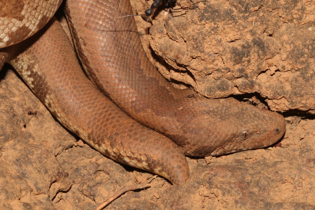 Whitaker’s sand boa in June 2016 by Prakrit Jain · iNaturalist