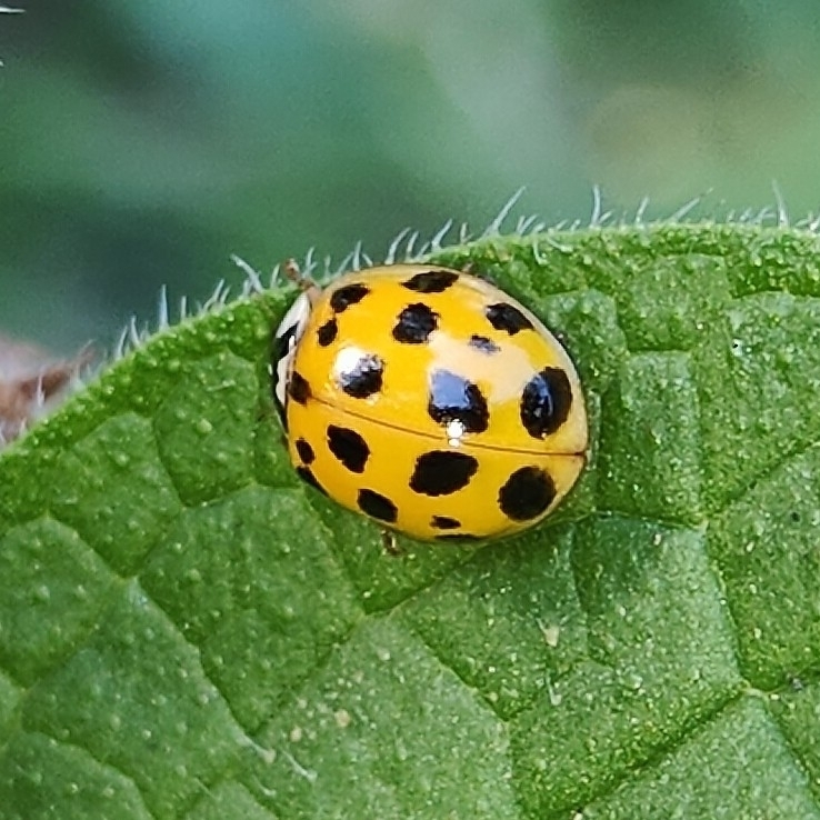 Asian Lady Beetle from Silverdale on July 6, 2023 at 06:37 PM by ...