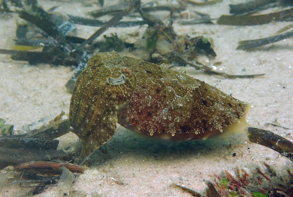 Cuttlefishes from Chole Bay, Tanzania on August 6, 2023 at 08:16 AM by ...