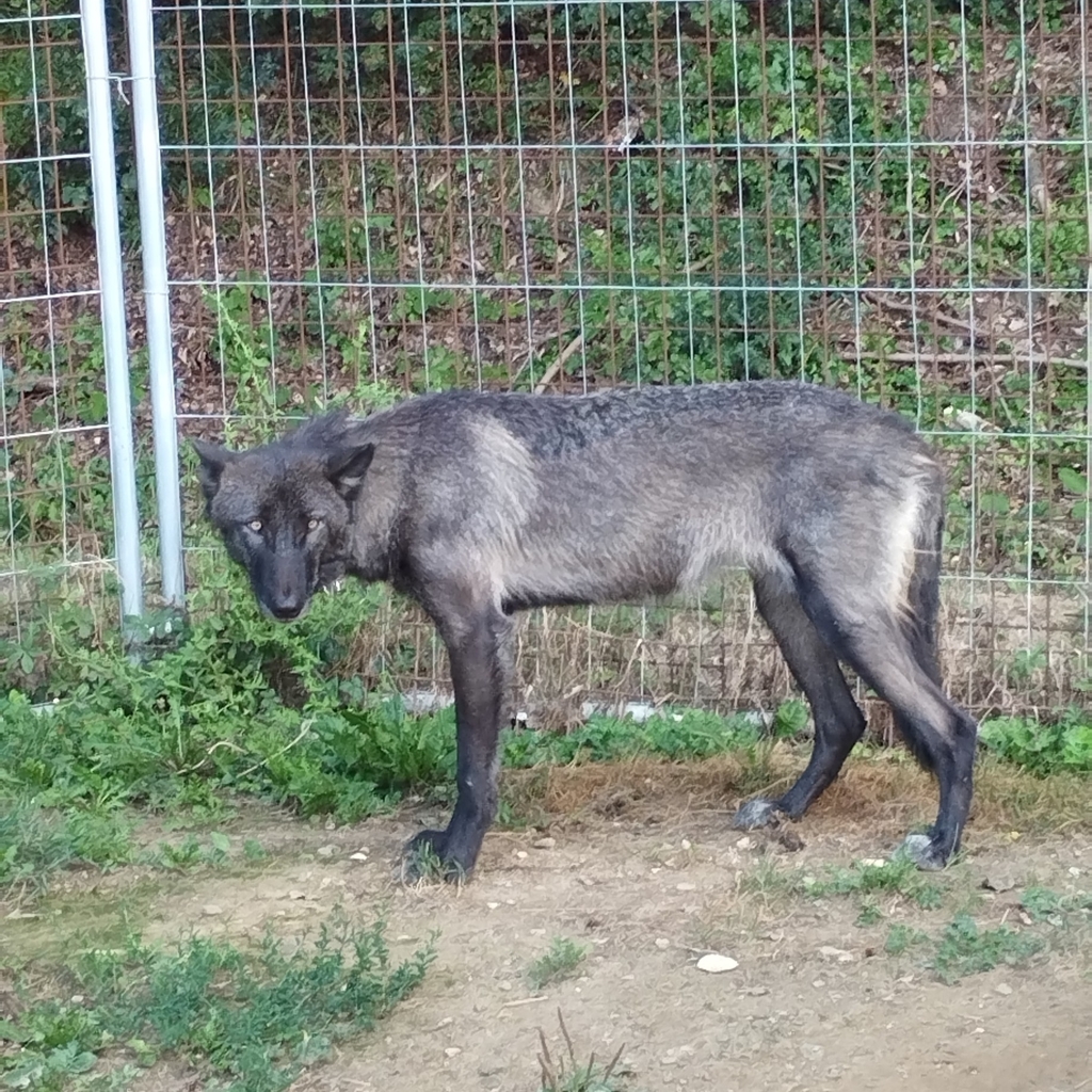 Wolves and Dogs from Arezzo, Toscana, IT on August 6, 2023 at 06:59 PM ...