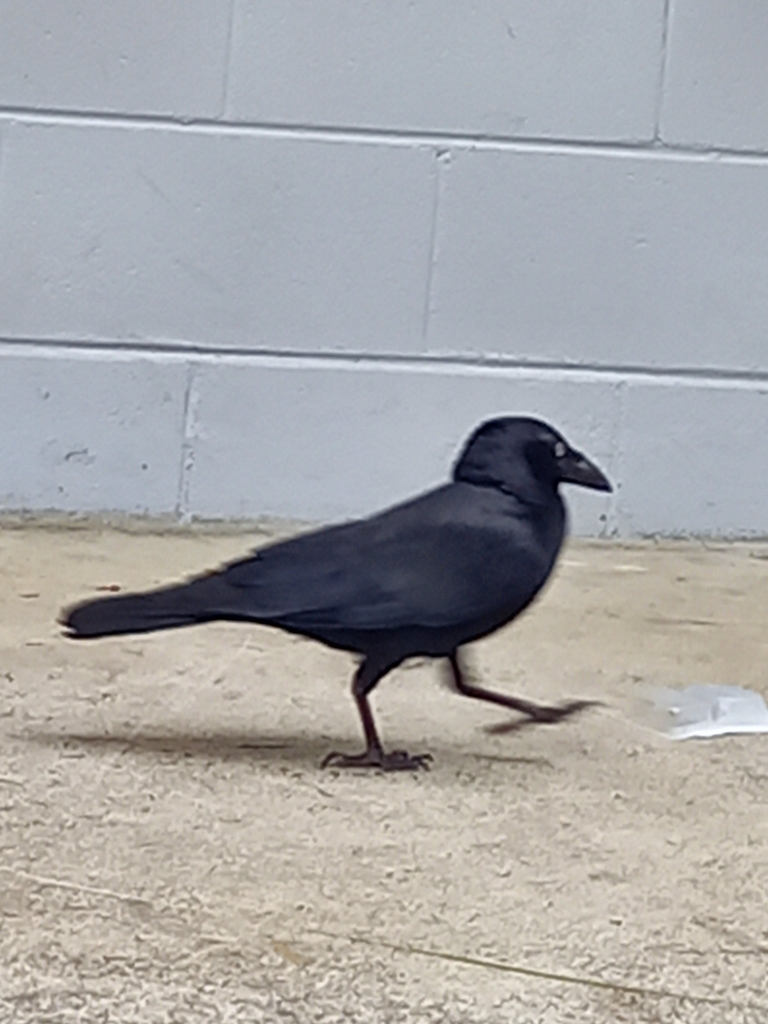 Torresian Crow from Lavarack Rd at Bray Park High School, Bray Park QLD ...