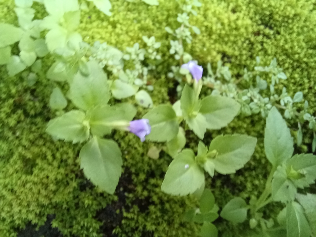 Brittle False Pimpernel from 4CPG+PF, Chapparapadavu, Kerala, India on ...