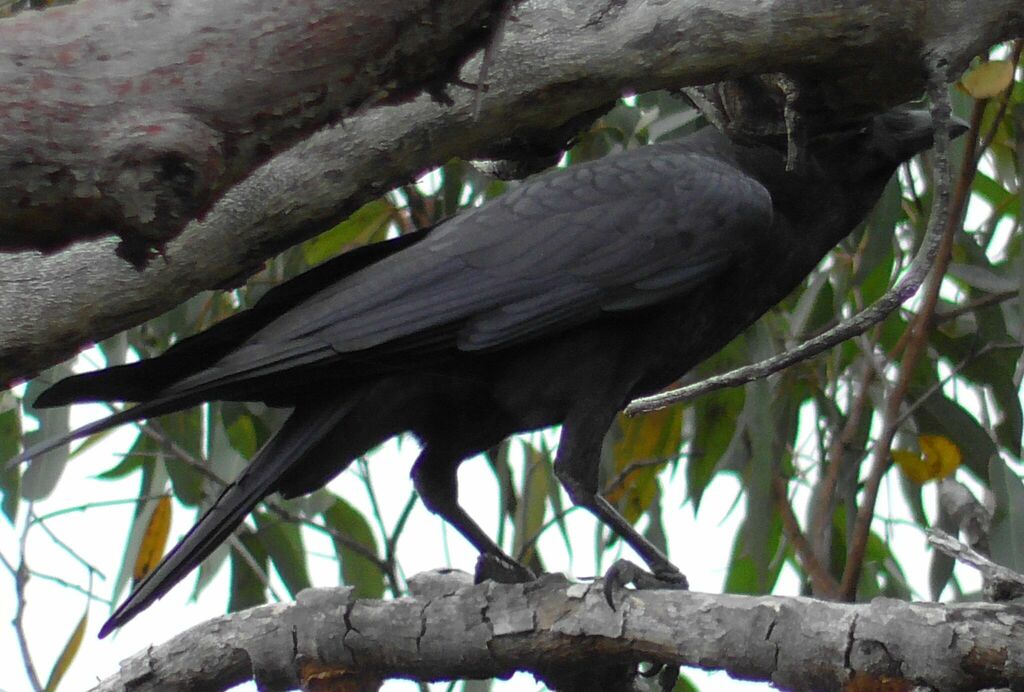 Torresian Crow from Watsonville QLD 4887, Australia on August 11, 2022 ...
