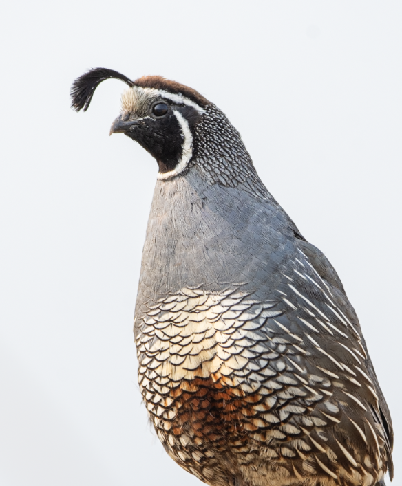California Quail from Stevens County, WA, USA on August 6, 2023 by ...