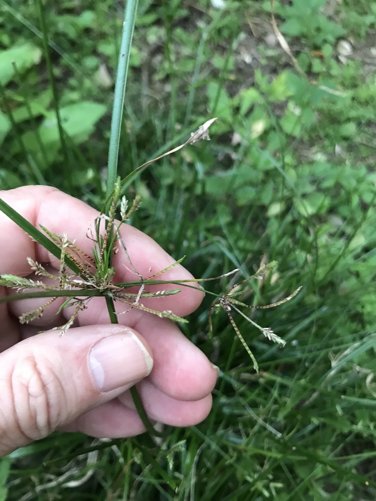 Cyperus tetraphyllus from Tallegalla, QLD, AU on August 8, 2023 at 05: ...